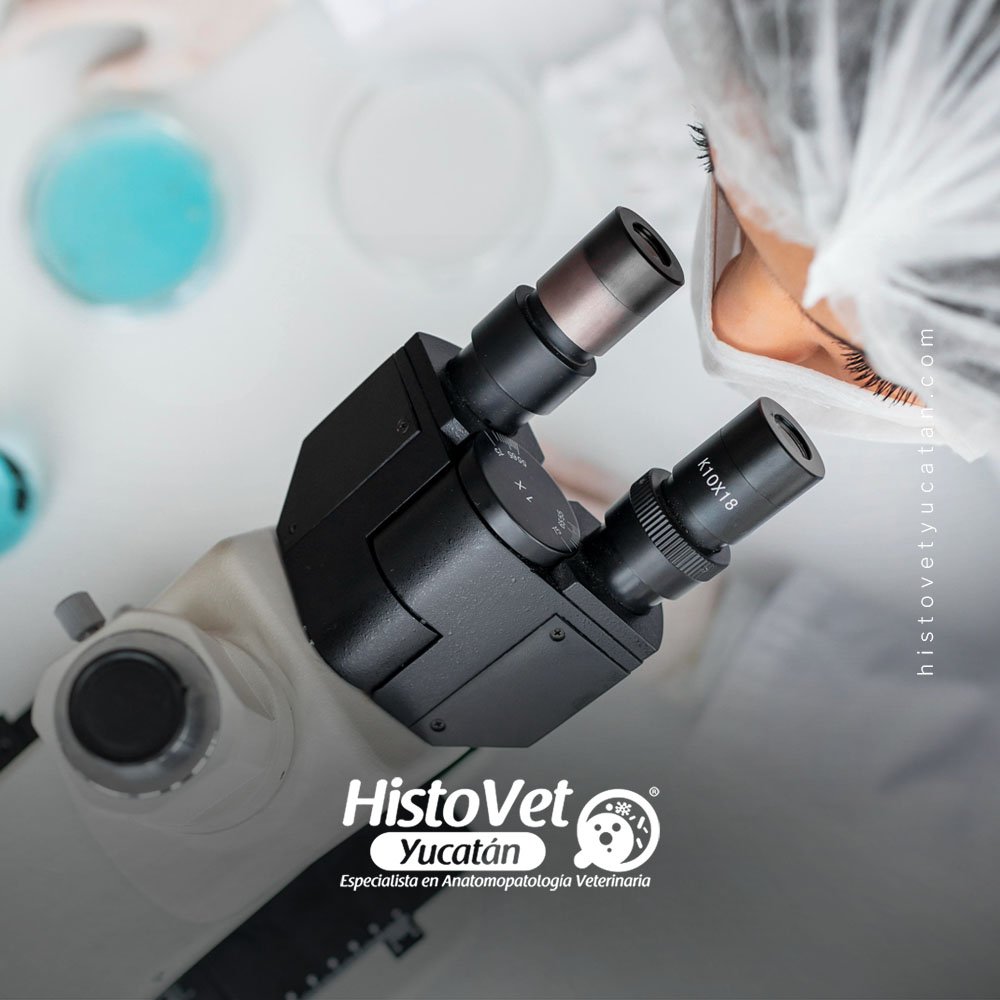 Histovet Yucatán - Histovet Yucatán